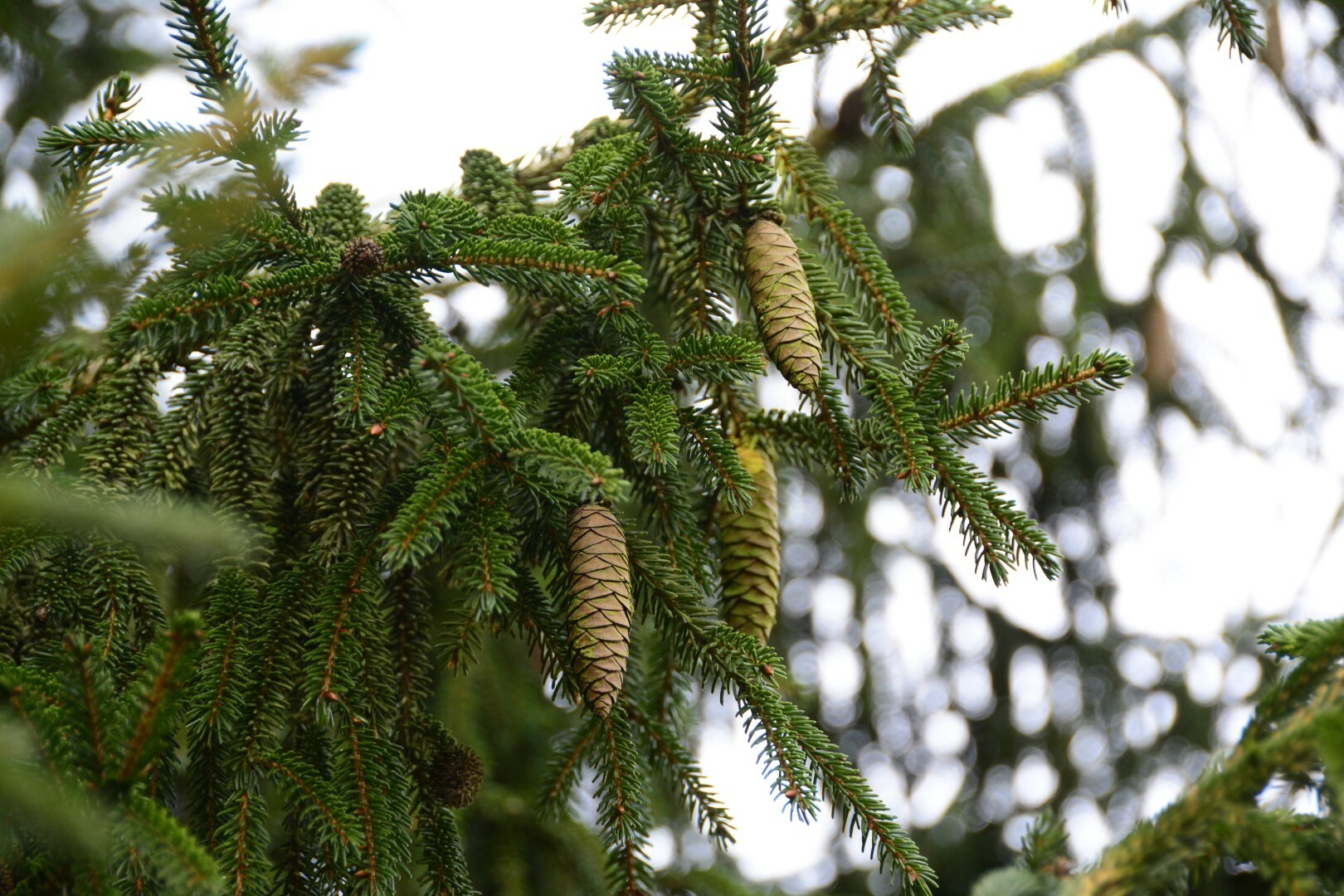 Kaukasische spar | Klimaatbomen in Limburg