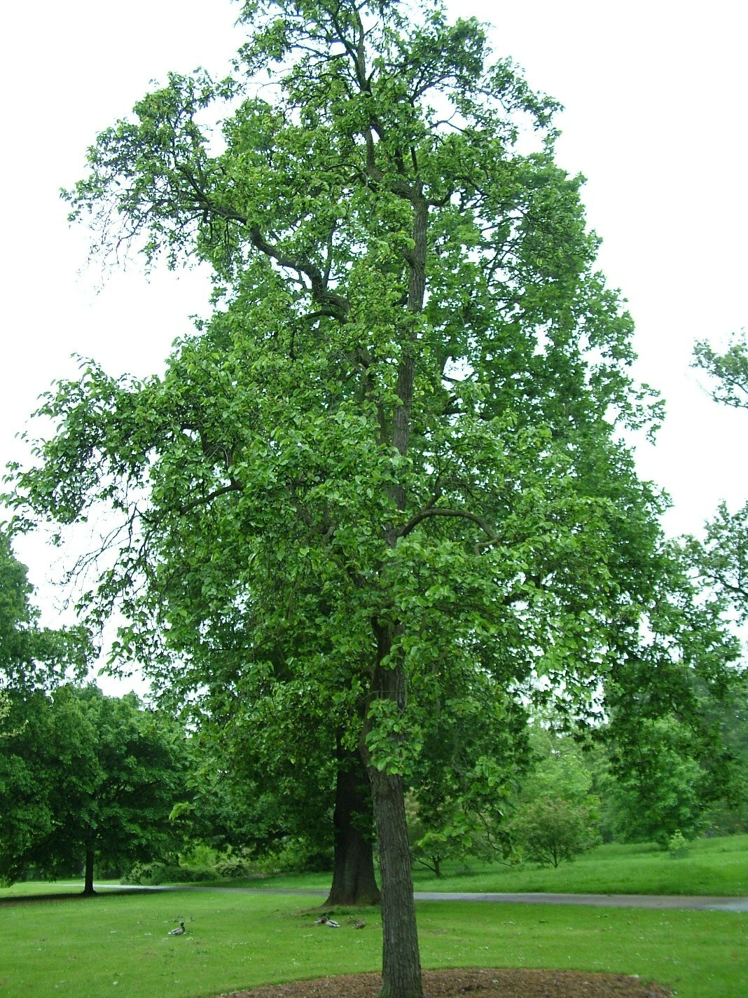 Aziatische Zandpeer/Appelpeer/Nashipeer | Klimaatbomen in Limburg