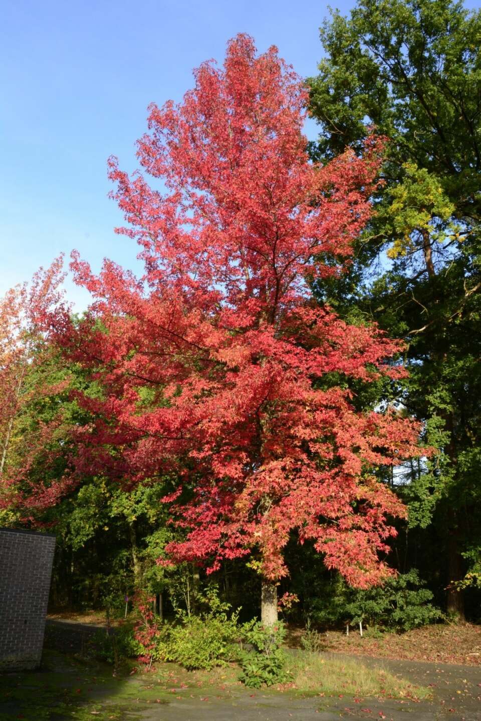 Amberboom | Klimaatbomen in Limburg